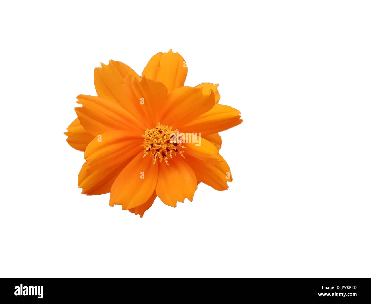 cosmos sulphureus beautiful orange flower isolated white background Stock Photo - Alamy