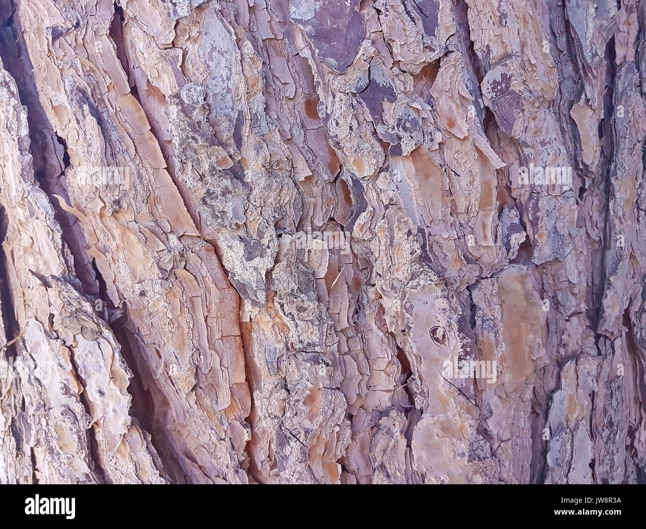 pine tree bark texture Stock Photo - Alamy