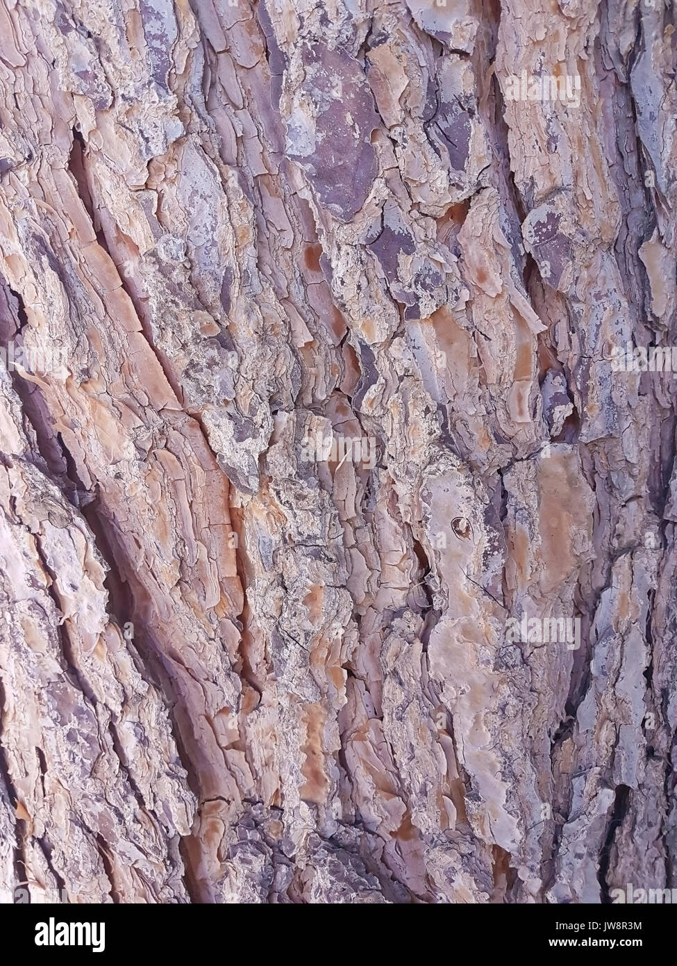 pine tree bark texture Stock Photo - Alamy