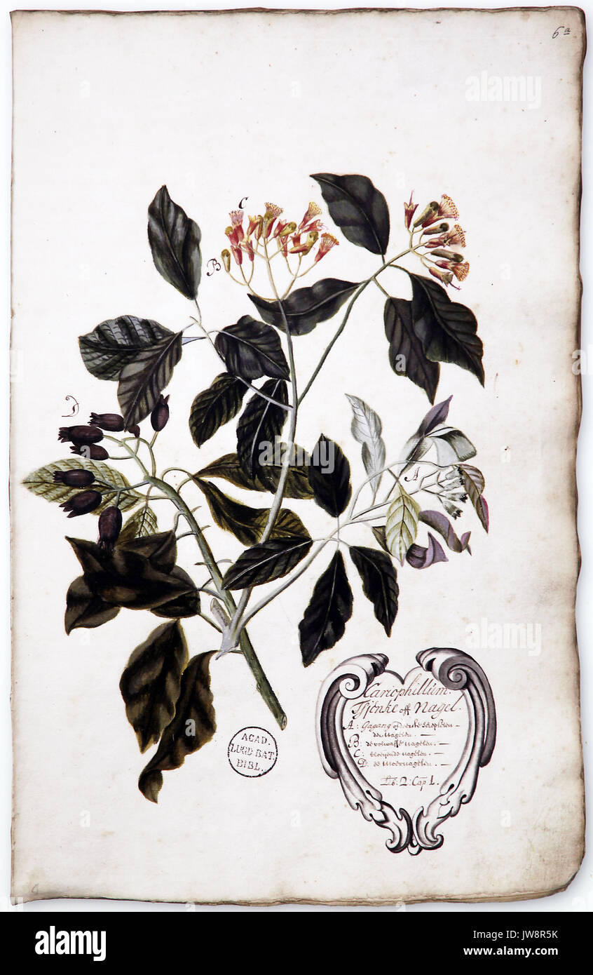 Syzygium aromaticum.Clove tree.Cloves are the aromatic flower buds of a ...