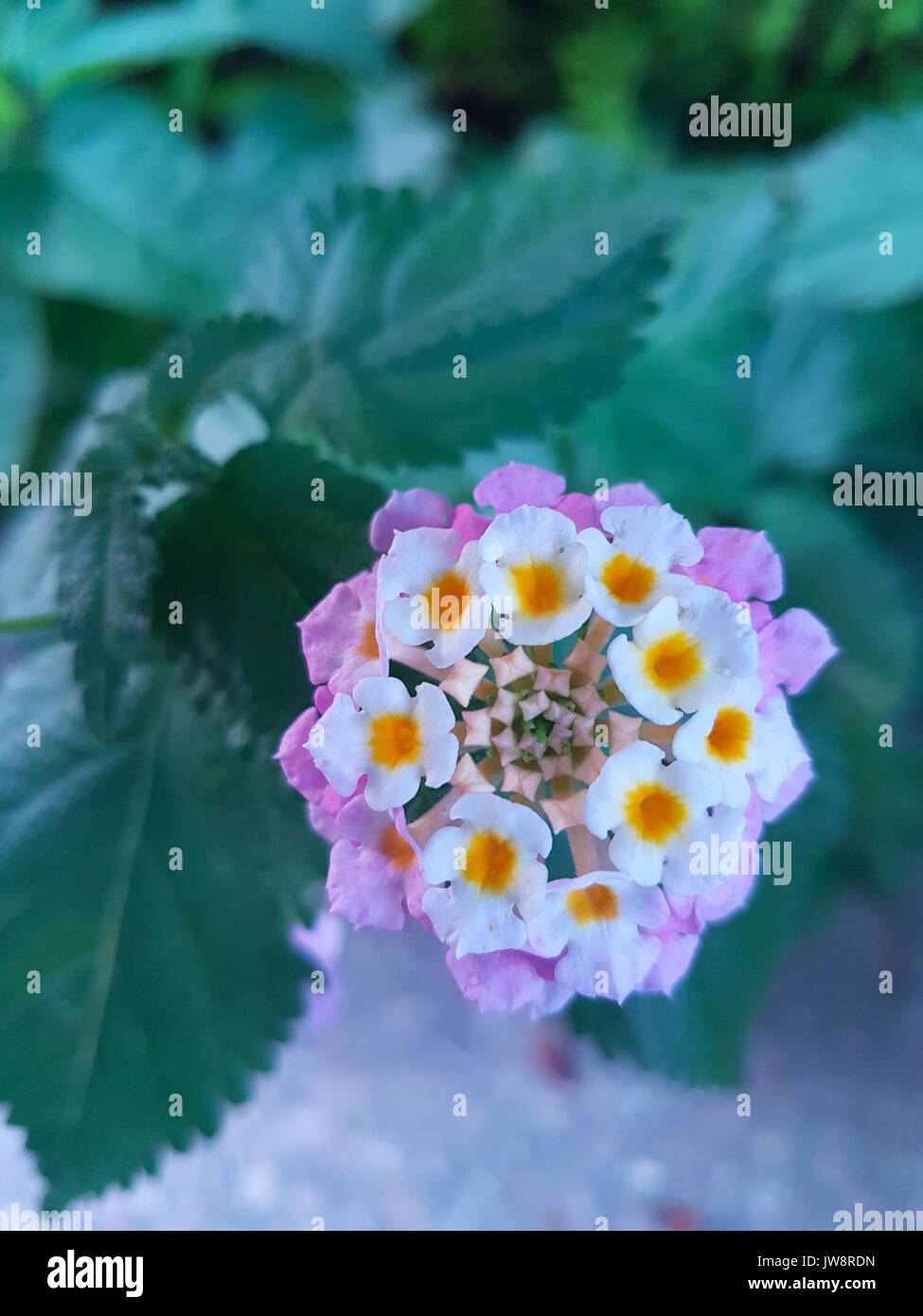 beautiful purple pink and white lantana cocoon flower with green leaves ...