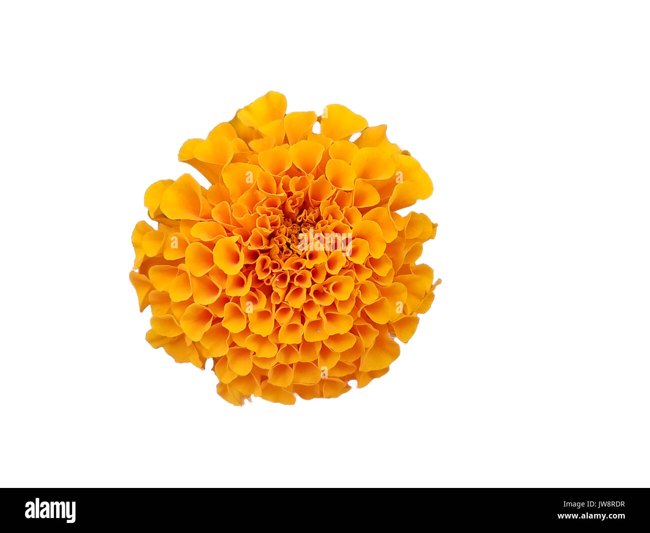 beautiful orange color marigold isolated white background Stock Photo ...
