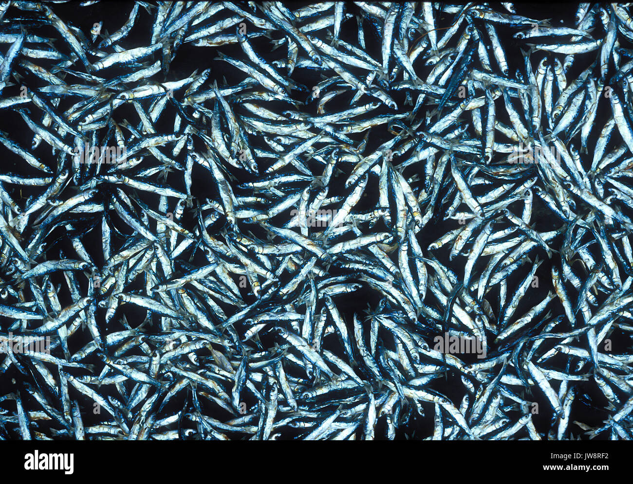 Dried white bait fish in a Malawi market Stock Photo - Alamy