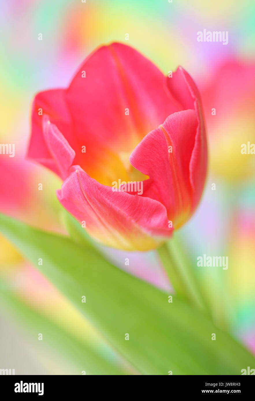 Close-up of tulip flower Stock Photo - Alamy