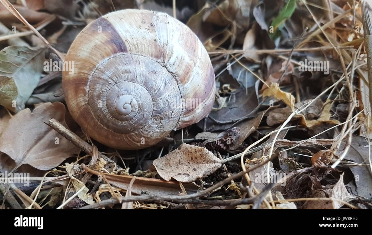 Black snail dry leaves hi-res stock photography and images - Alamy