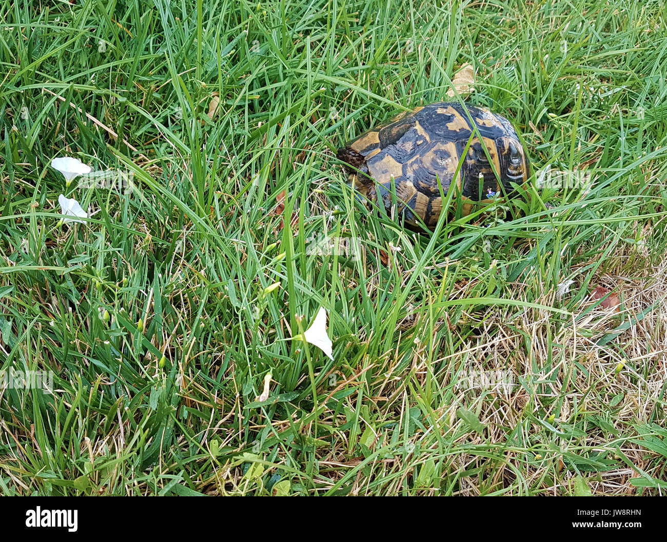Small tortoise hi-res stock photography and images - Alamy