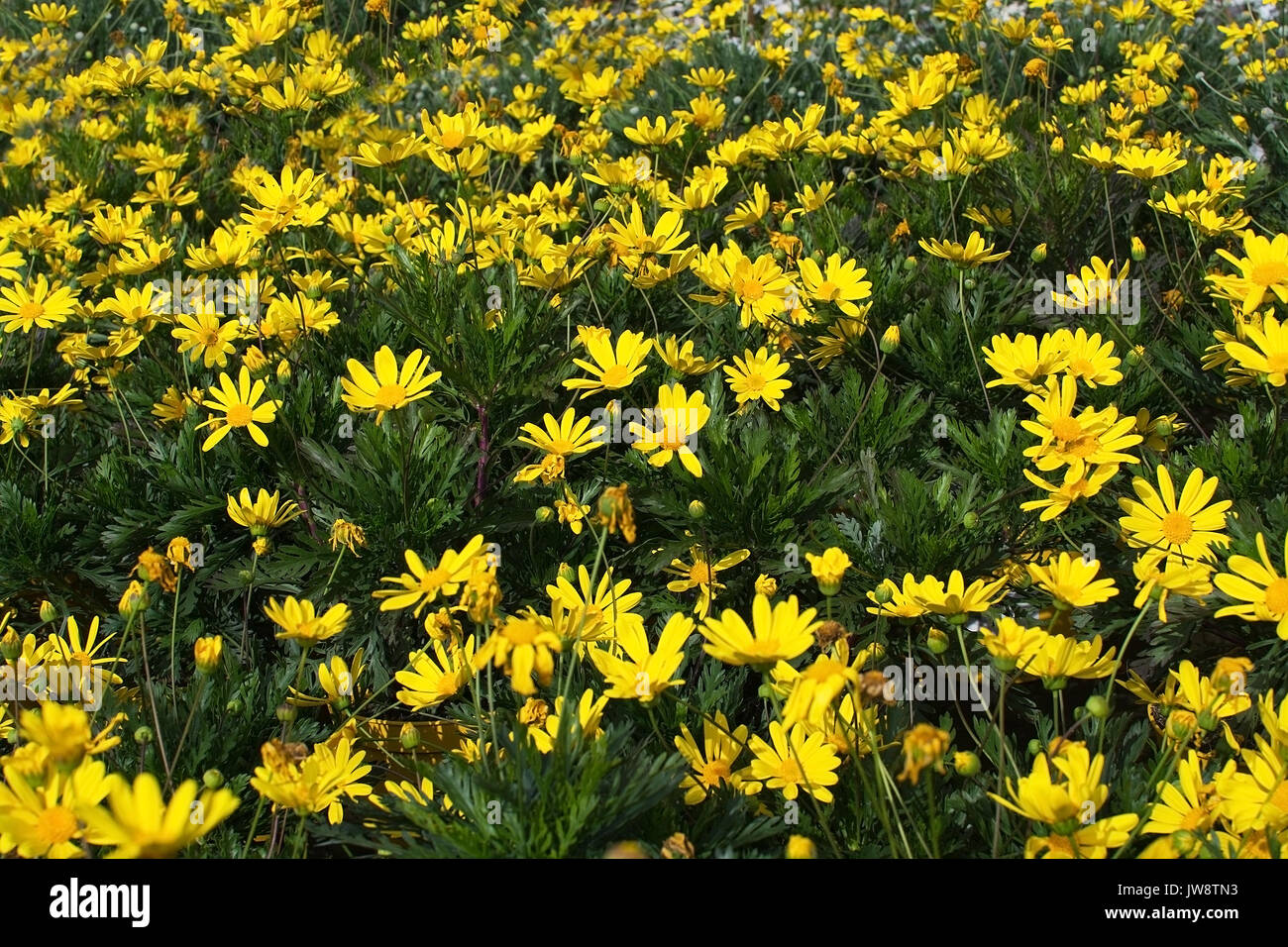 Mediterranean flowers in yellow hi-res stock photography and images - Alamy