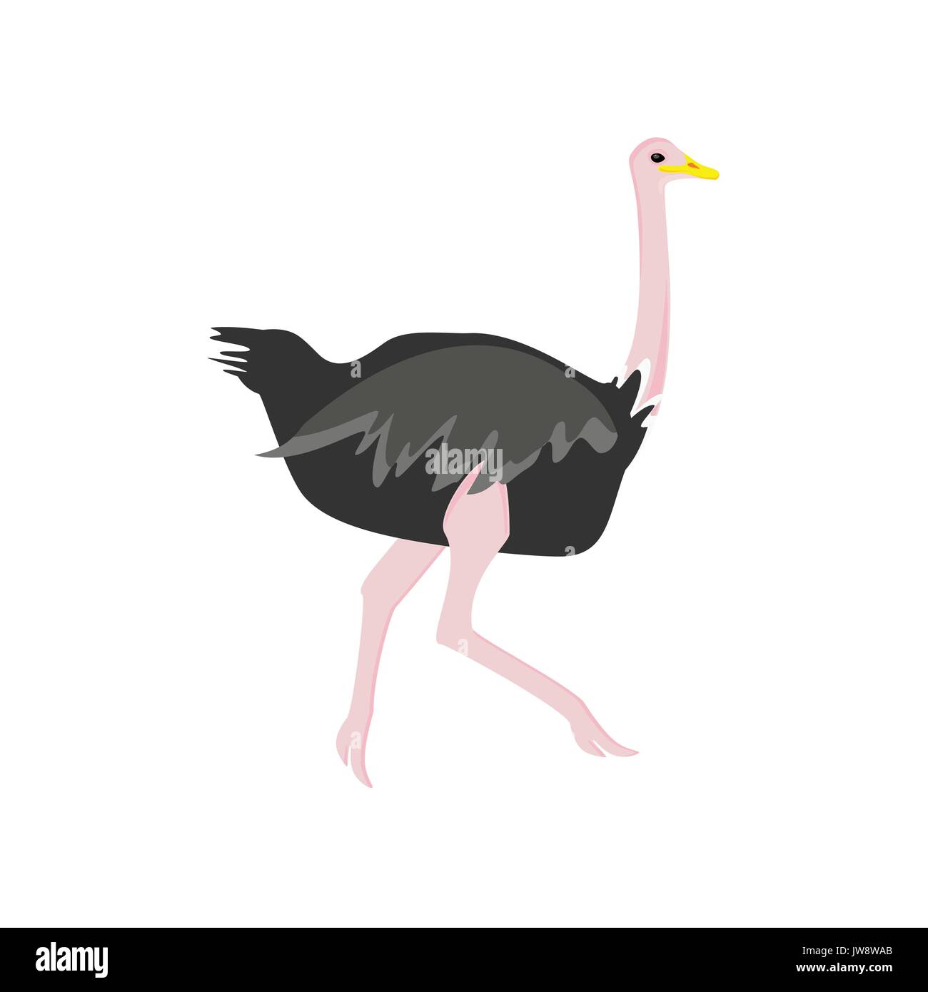 Vector illustration African bird running ostrich isolated on white ...