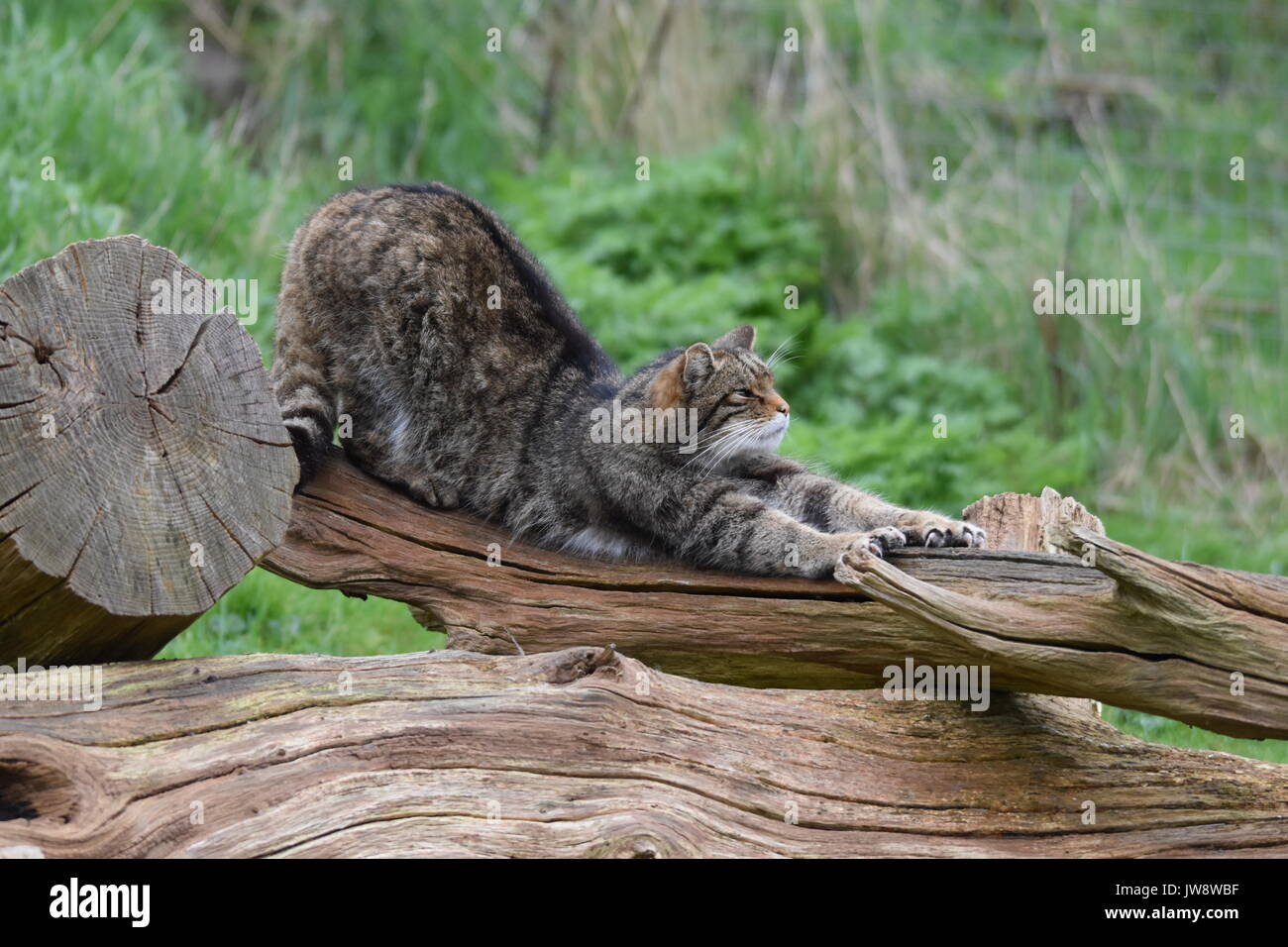 Wild tabby cat with bushy tail hi-res stock photography and images - Alamy
