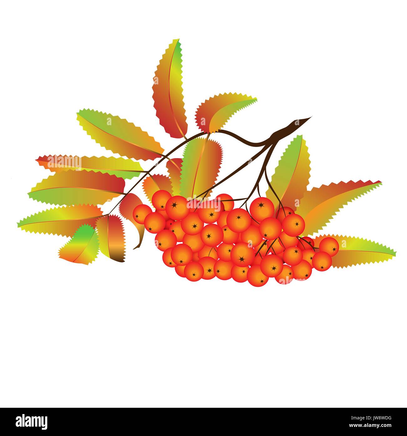 Branch ash tree fruit on Stock Vector Images - Alamy