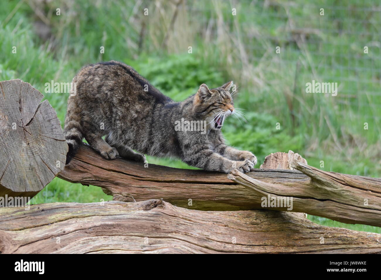 Wild tabby cat with bushy tail hi-res stock photography and images - Alamy