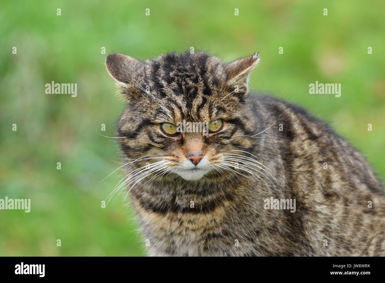 Scottish wildcat tail hi-res stock photography and images - Alamy