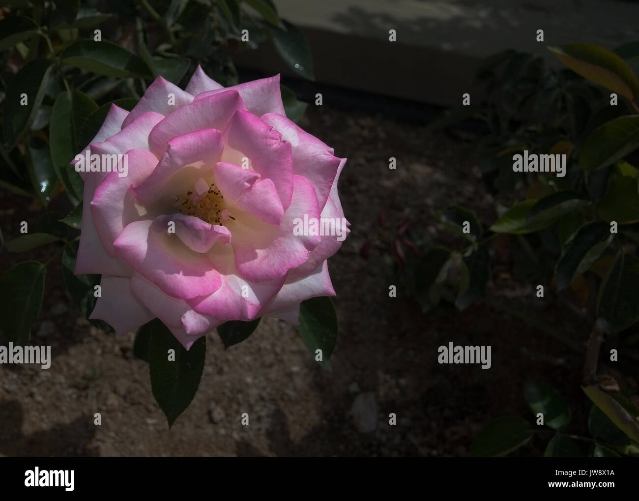 Pink rose flower petals closeup, Mallorca in January Stock Photo - Alamy