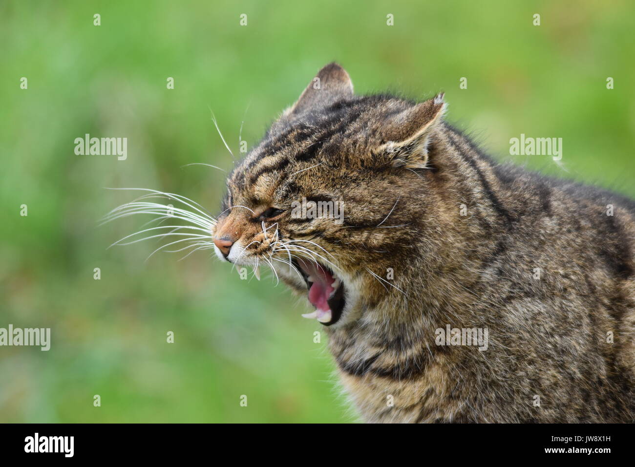 Wild tabby cat with bushy tail hi-res stock photography and images - Alamy
