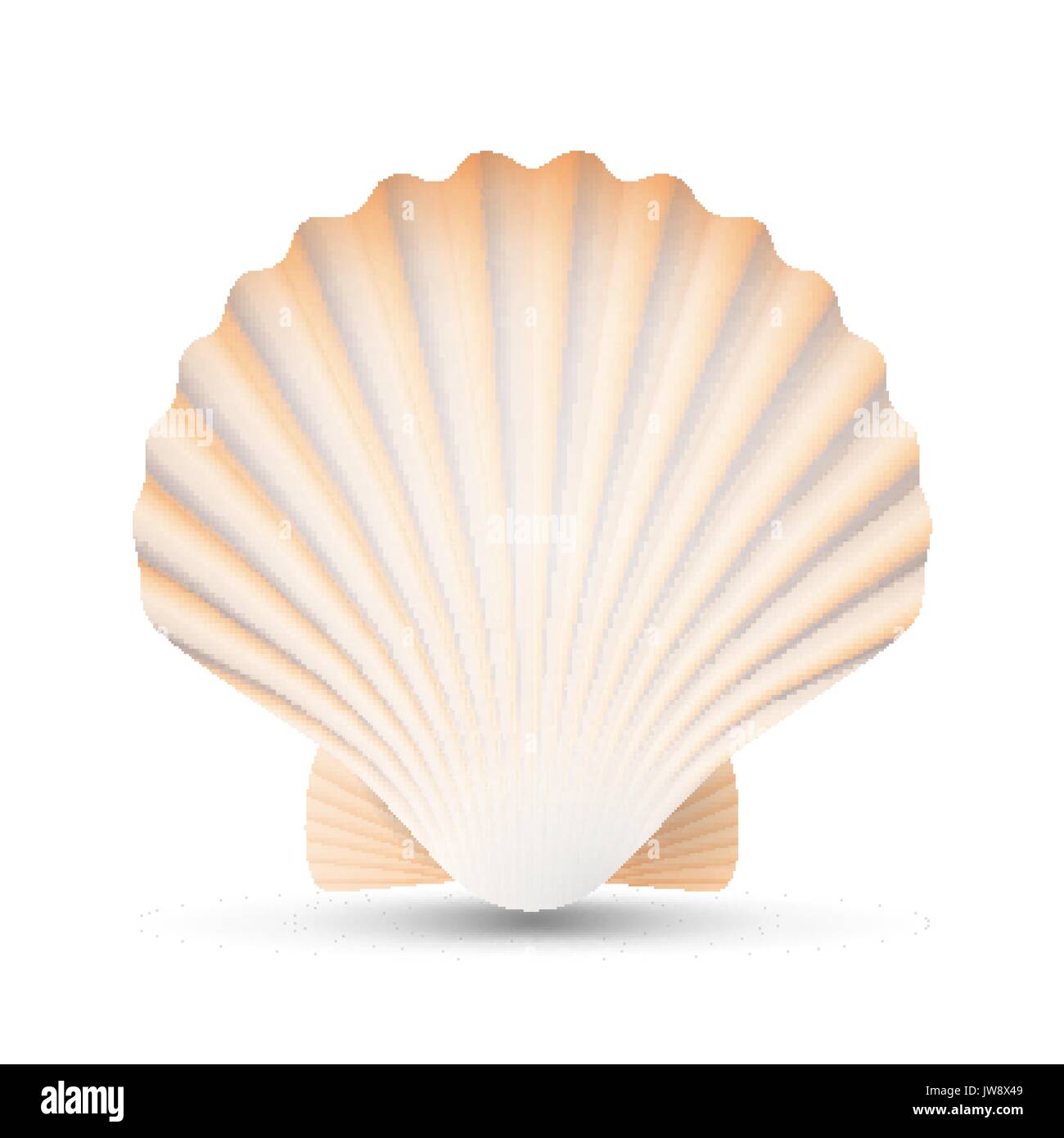 Scallop Seashell Vector. Beauty Exotic Souvenir Scallops Shell Isolated ...