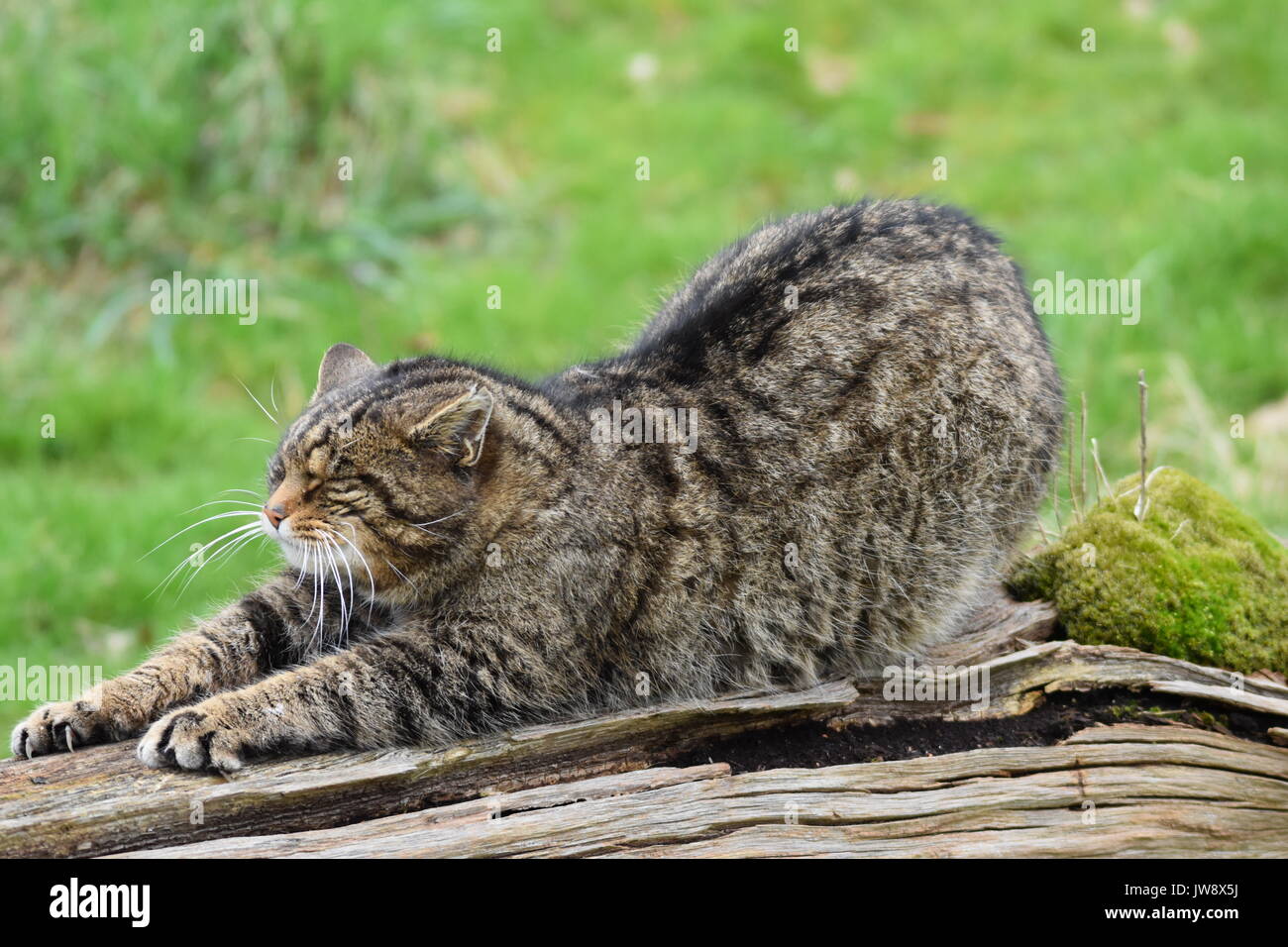 Wild tabby cat with bushy tail hi-res stock photography and images - Alamy