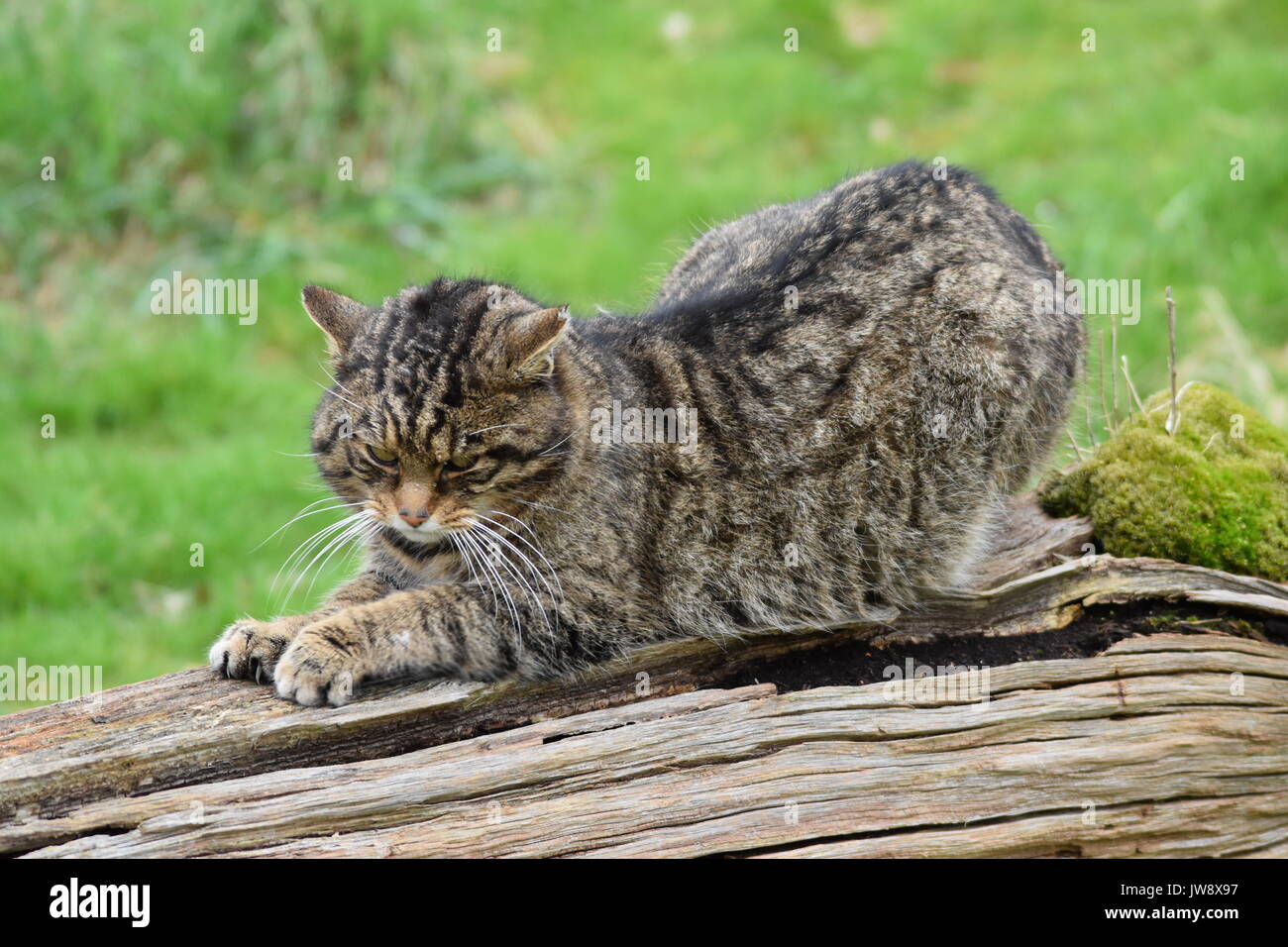 Scottish wildcat tail hi-res stock photography and images - Alamy