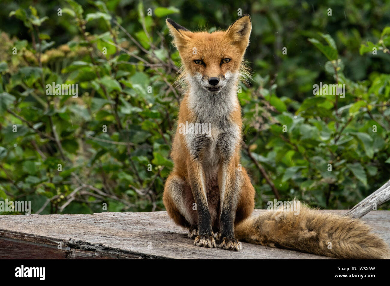 A red fox adult at the McNeil River State Game Sanctuary on the Kenai ...