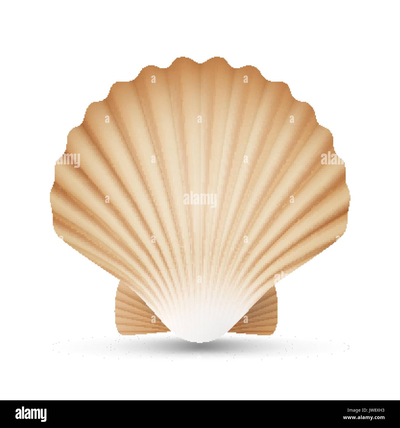 Scallop Seashell Outline