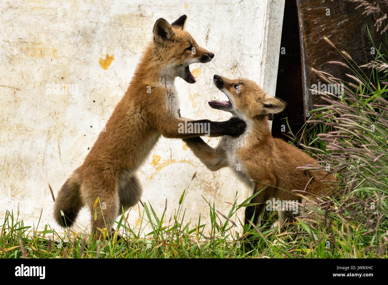 A red fox kits play at the McNeil River State Game Sanctuary on the ...