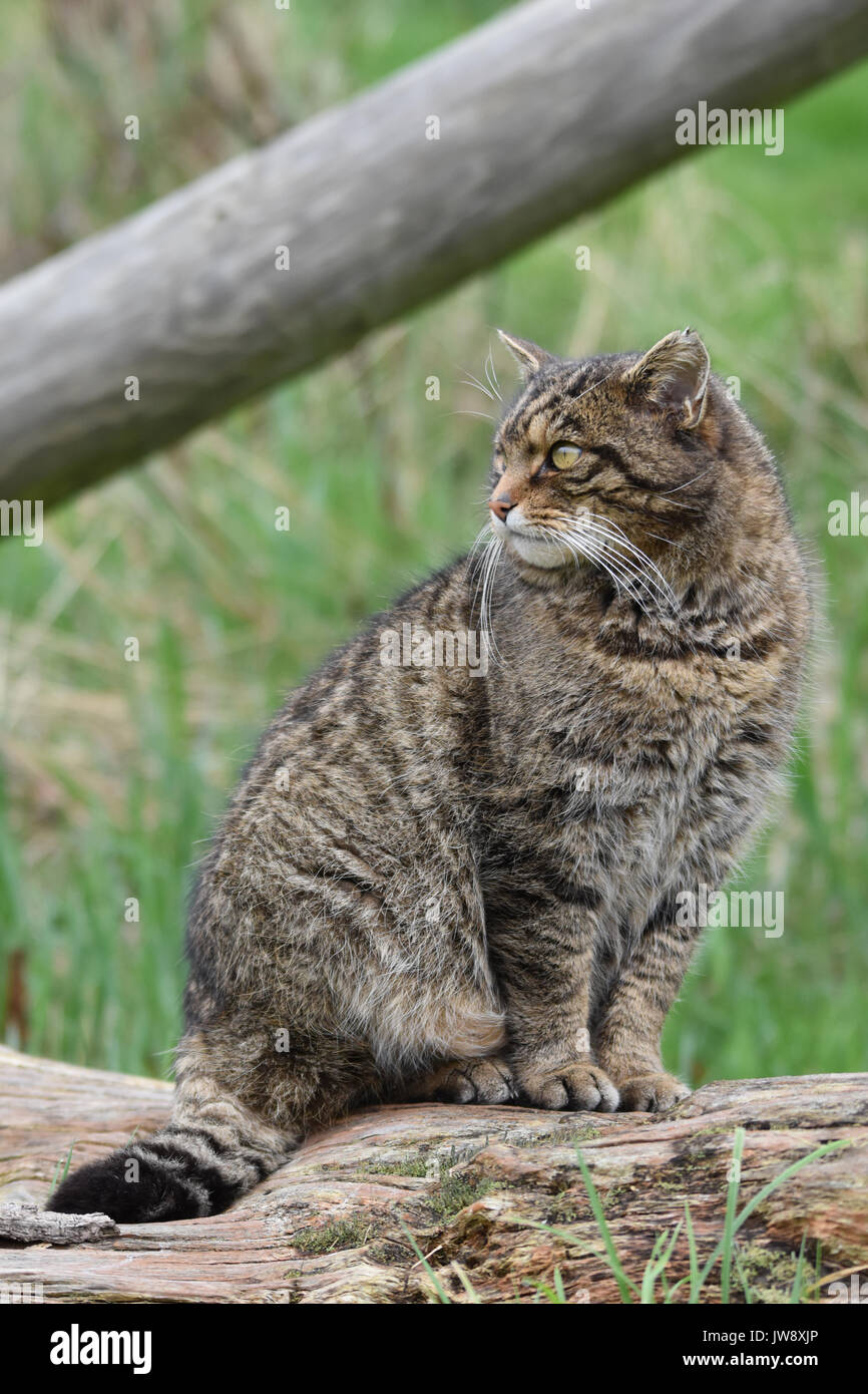 Wild tabby cat with bushy tail hi-res stock photography and images - Alamy