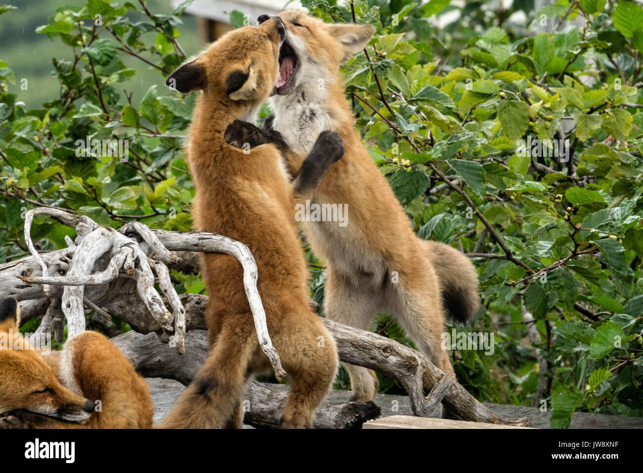 Red fox kits play at the McNeil River State Game Sanctuary on the Kenai ...