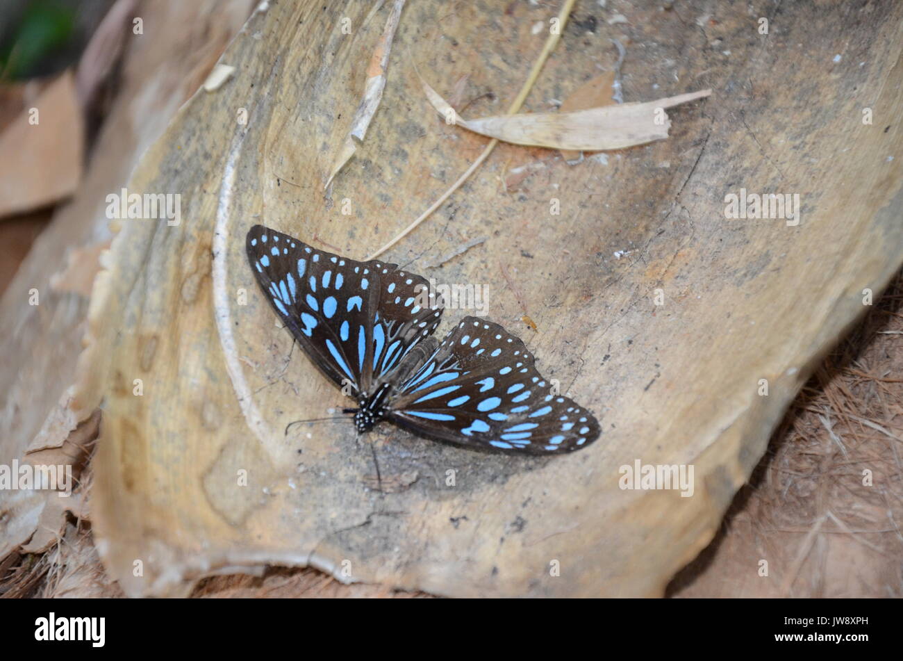 Island butterflies hi-res stock photography and images - Alamy