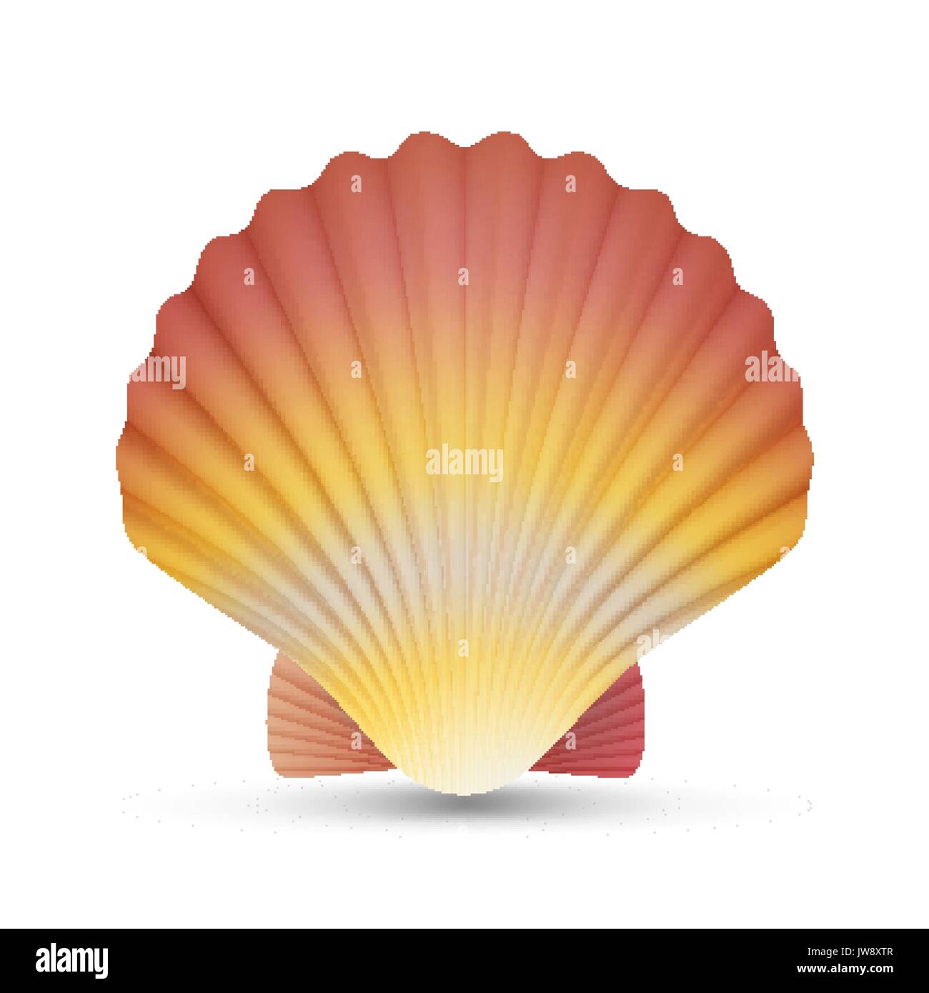 Scallop Seashell Vector. Realistic Scallops Shell Isolated On White ...