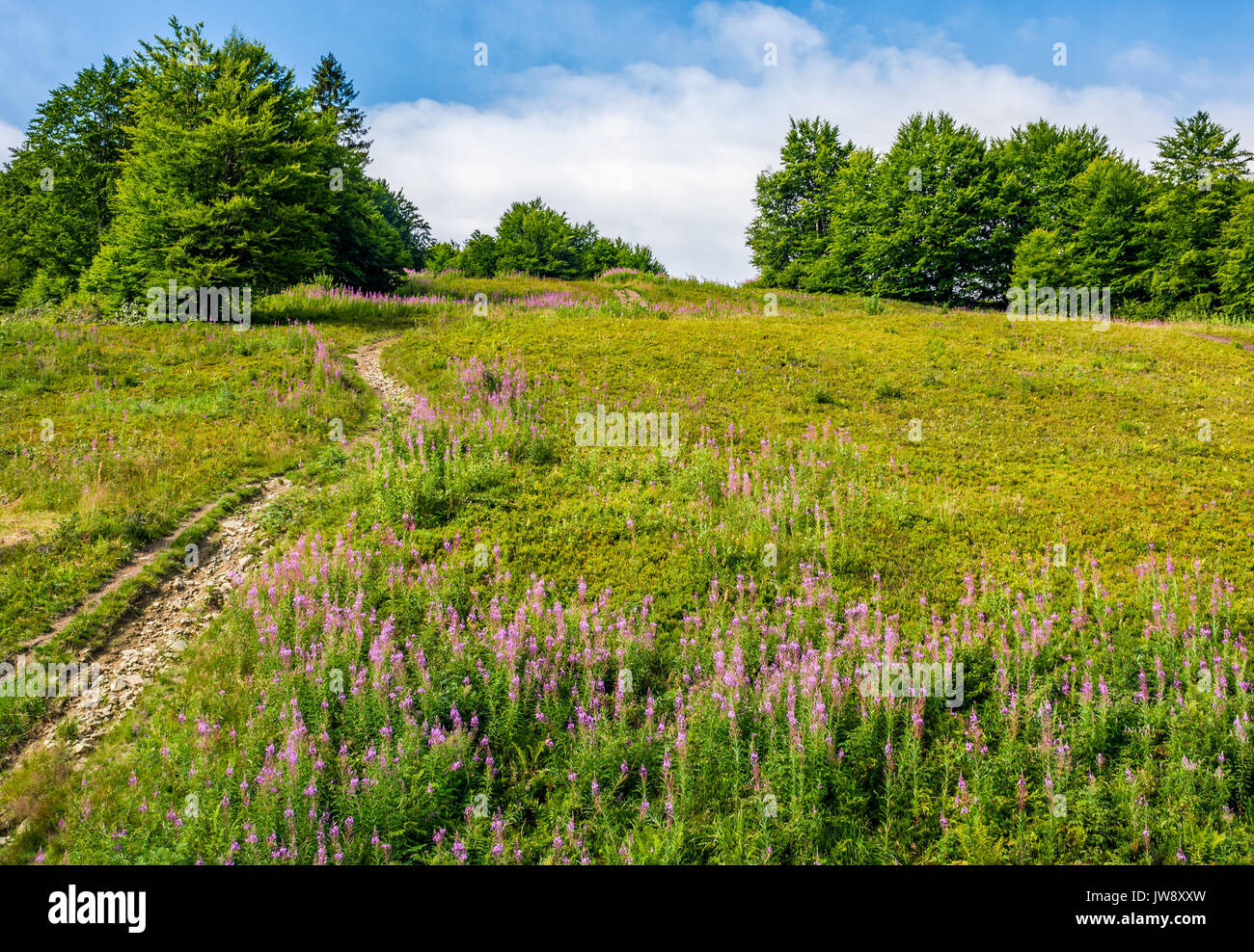 path to forest uphill the mountain slope through the meadow with purple ...