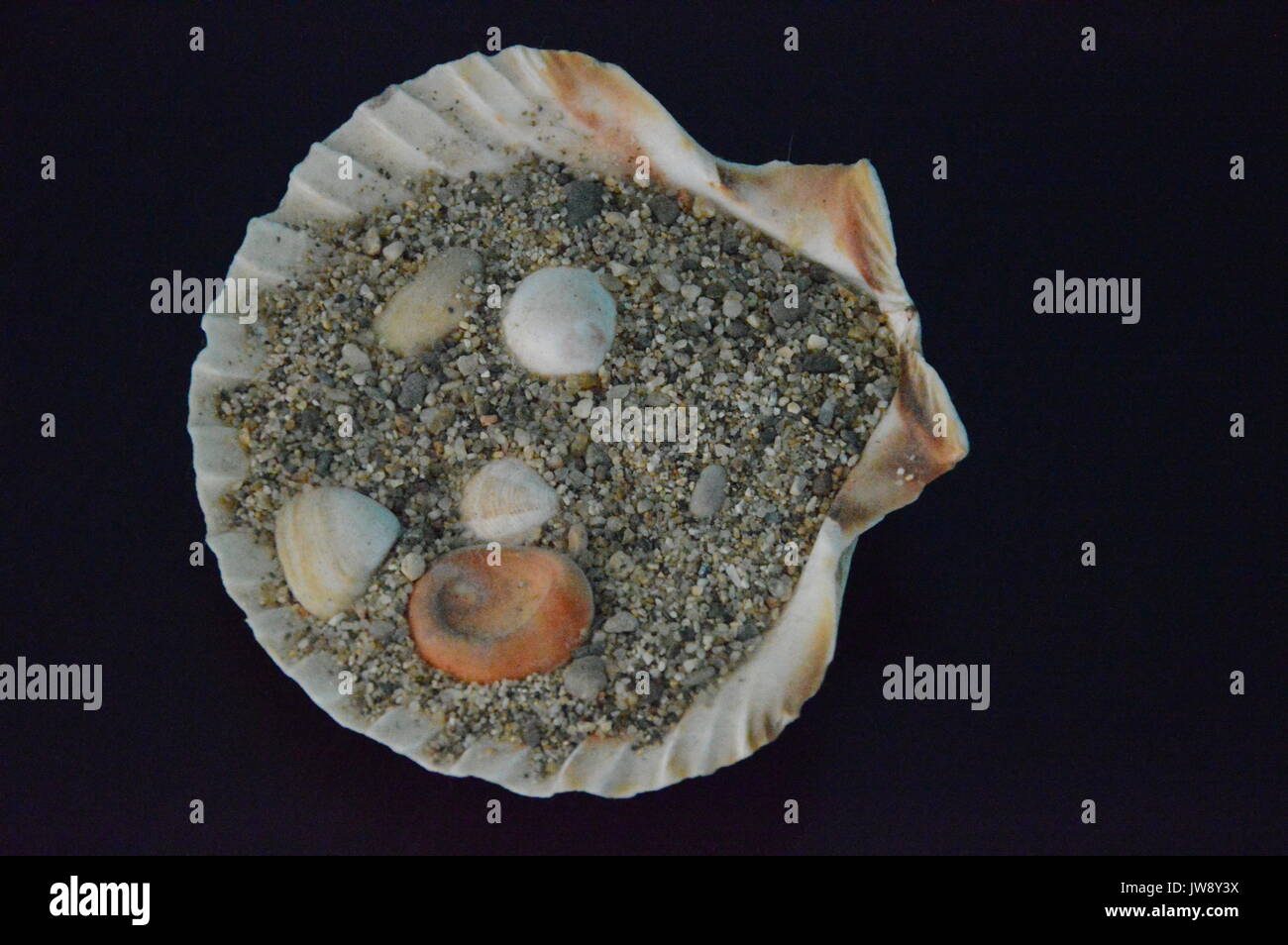 Shell Filled With Stones And Sand High Resolution Stock Photography and ...