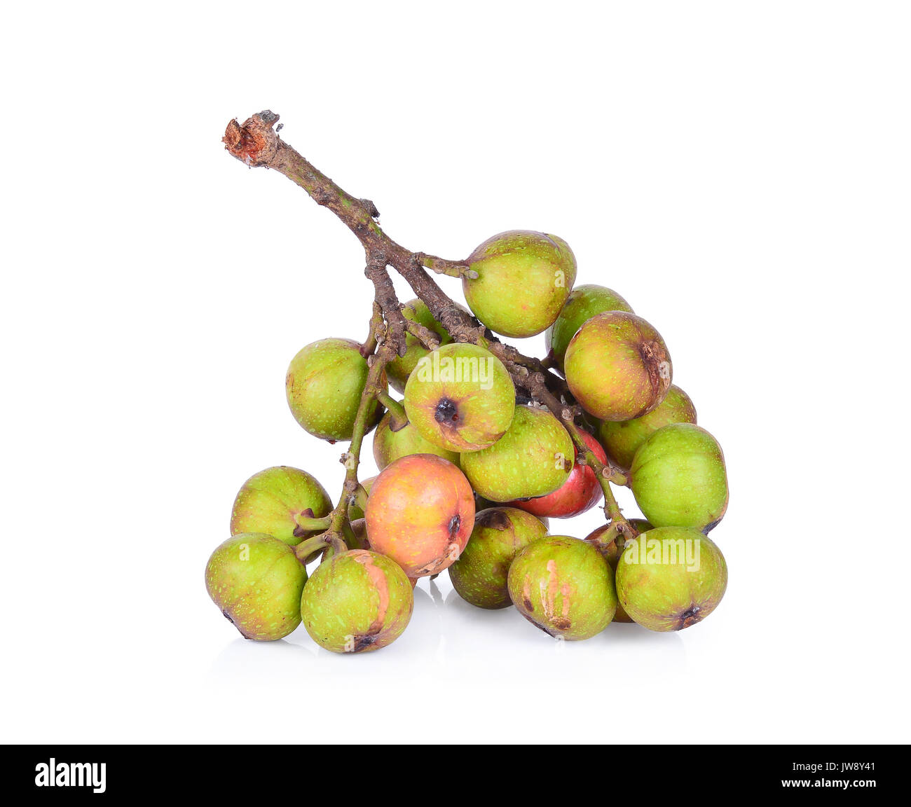 Ficus racemosa isolated on white background Stock Photo - Alamy