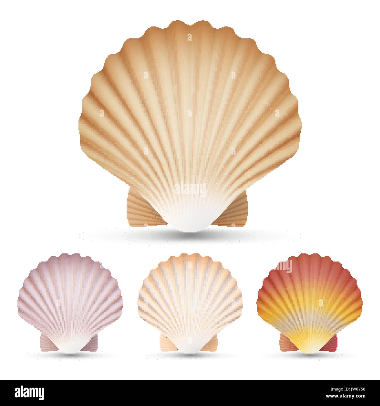 Scallop Seashell Set Vector. Exotic Souvenir Scallops Shell Isolated On ...