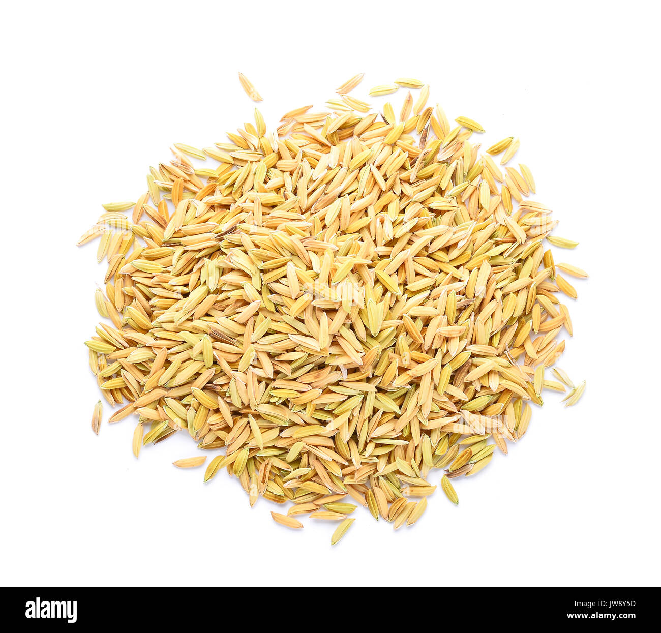top view of pile of paddy jasmine rice isolated on white background ...