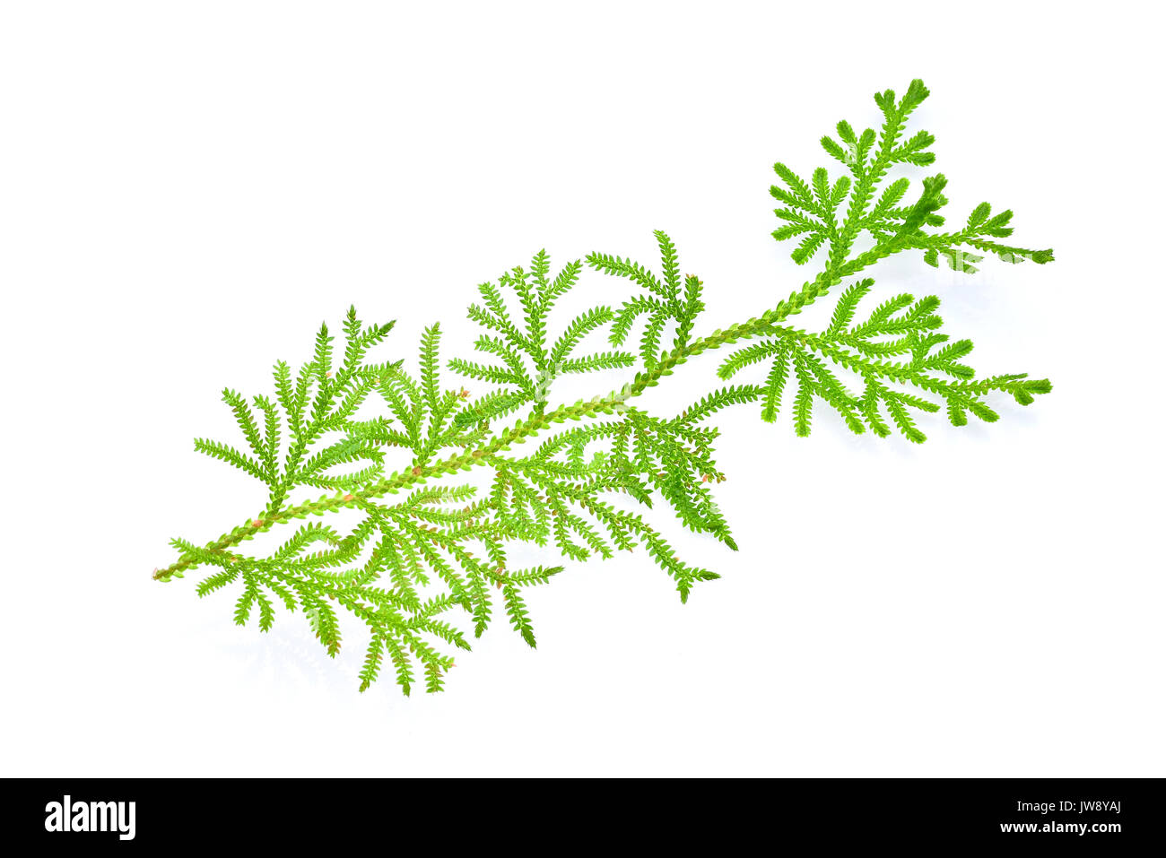 Fern isolated on white background Stock Photo - Alamy