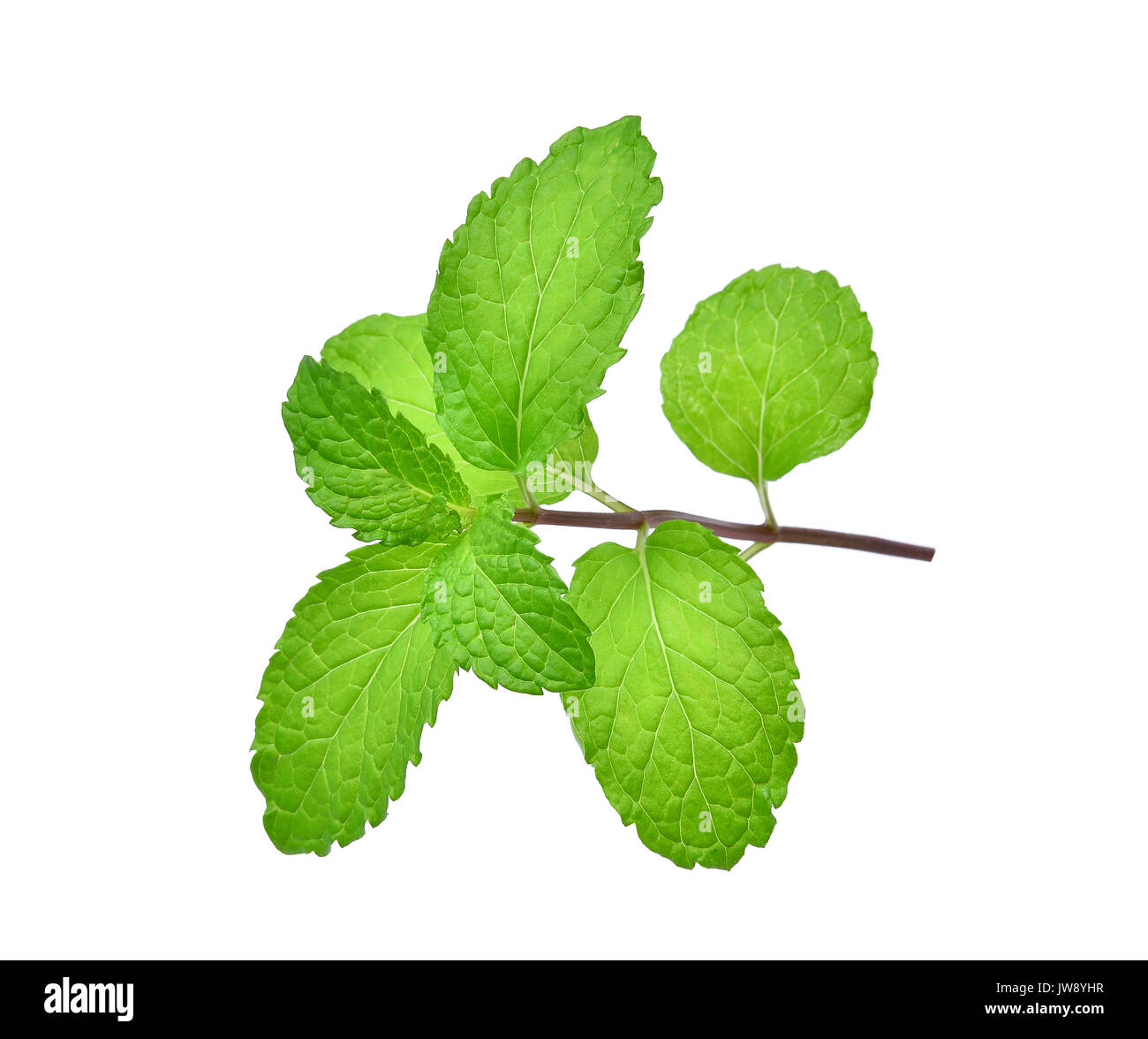 fresh mint leaf isolated on white background Stock Photo - Alamy