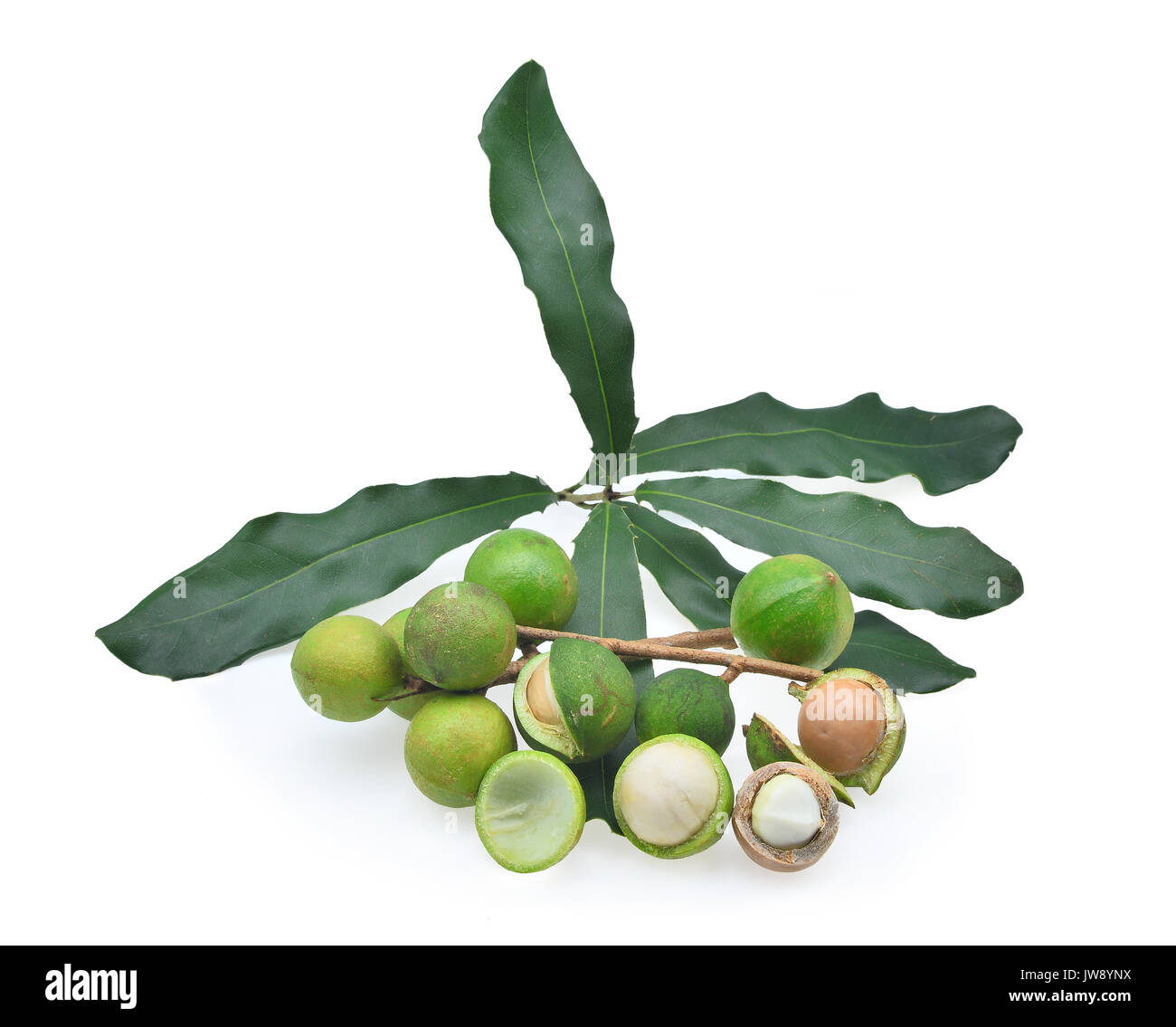 Macadamia with leaf isolated on white background Stock Photo - Alamy