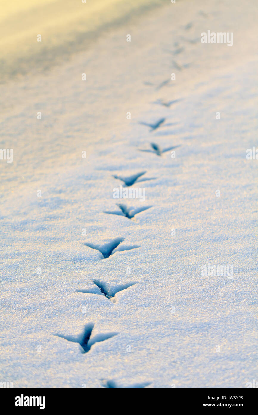 Trail of bird footprints in the snow hi-res stock photography and ...