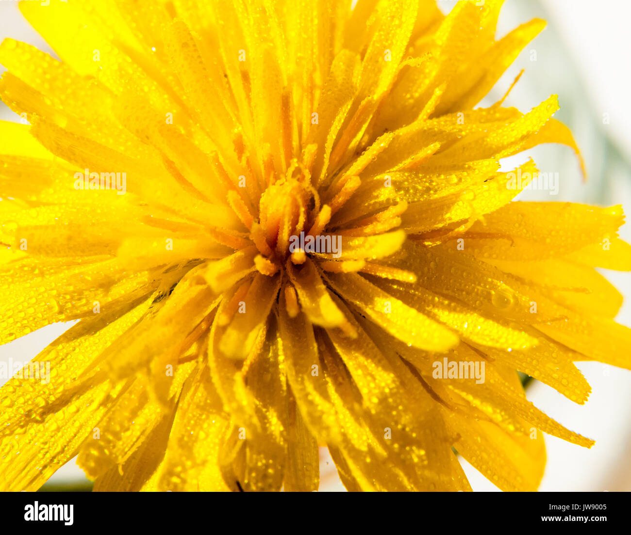 yellow dandelion flower head up close on white background Taraxacum ...