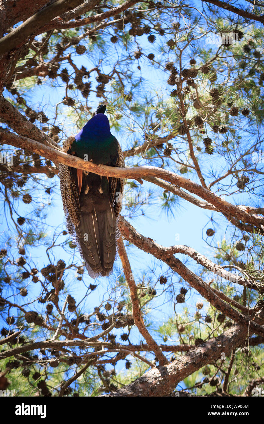 Peacock on the pine tree, bottom view to up Stock Photo - Alamy