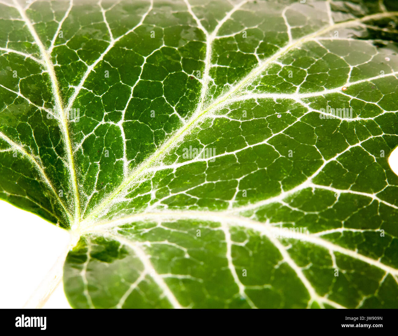 birch tree leaf texture pattern green up close with water dew droplets ...
