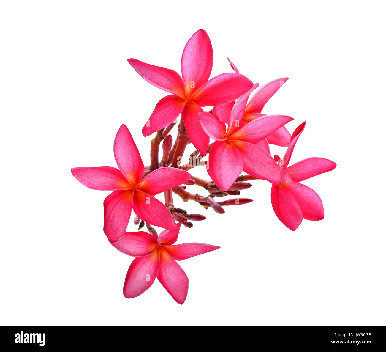 Black red frangipani hi-res stock photography and images - Alamy