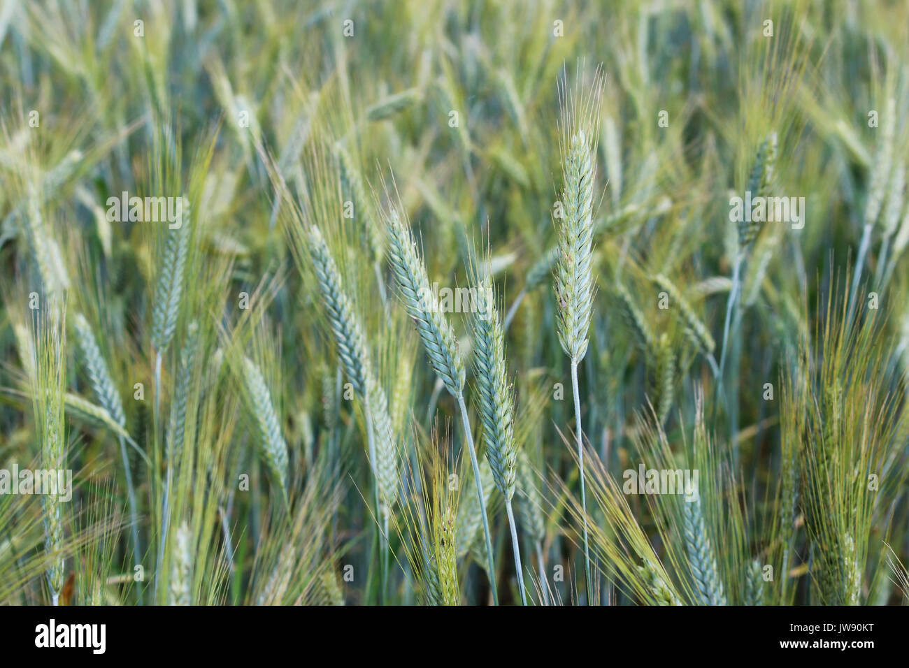 Wheat field with maturing ears in early August, Russia Stock Photo - Alamy