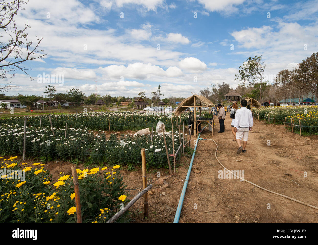 Nakhon Ratchasima, Thailand - Dec 30, 2008: Visiting flower farm in ...
