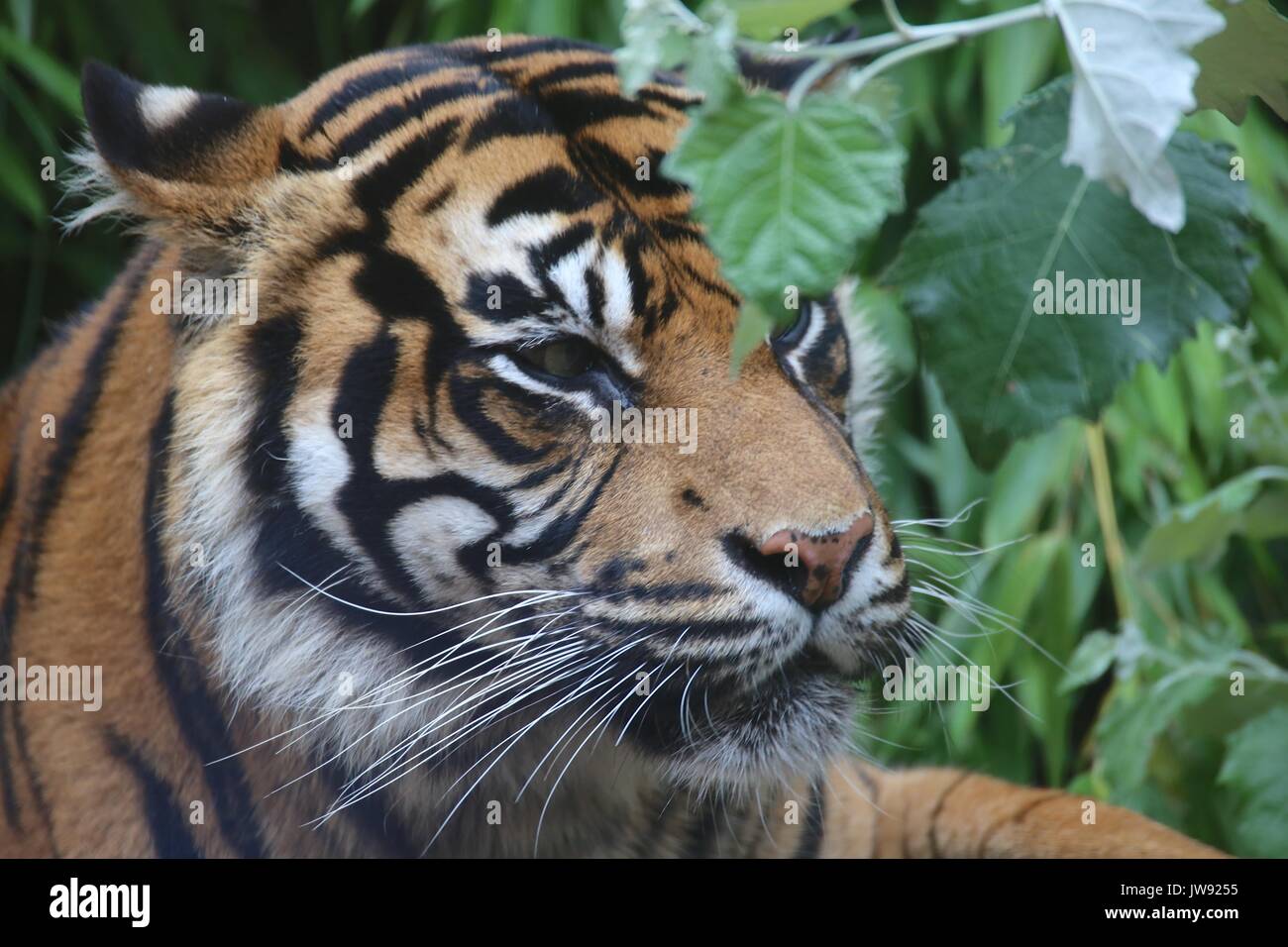 Stripped tiger hi-res stock photography and images - Alamy