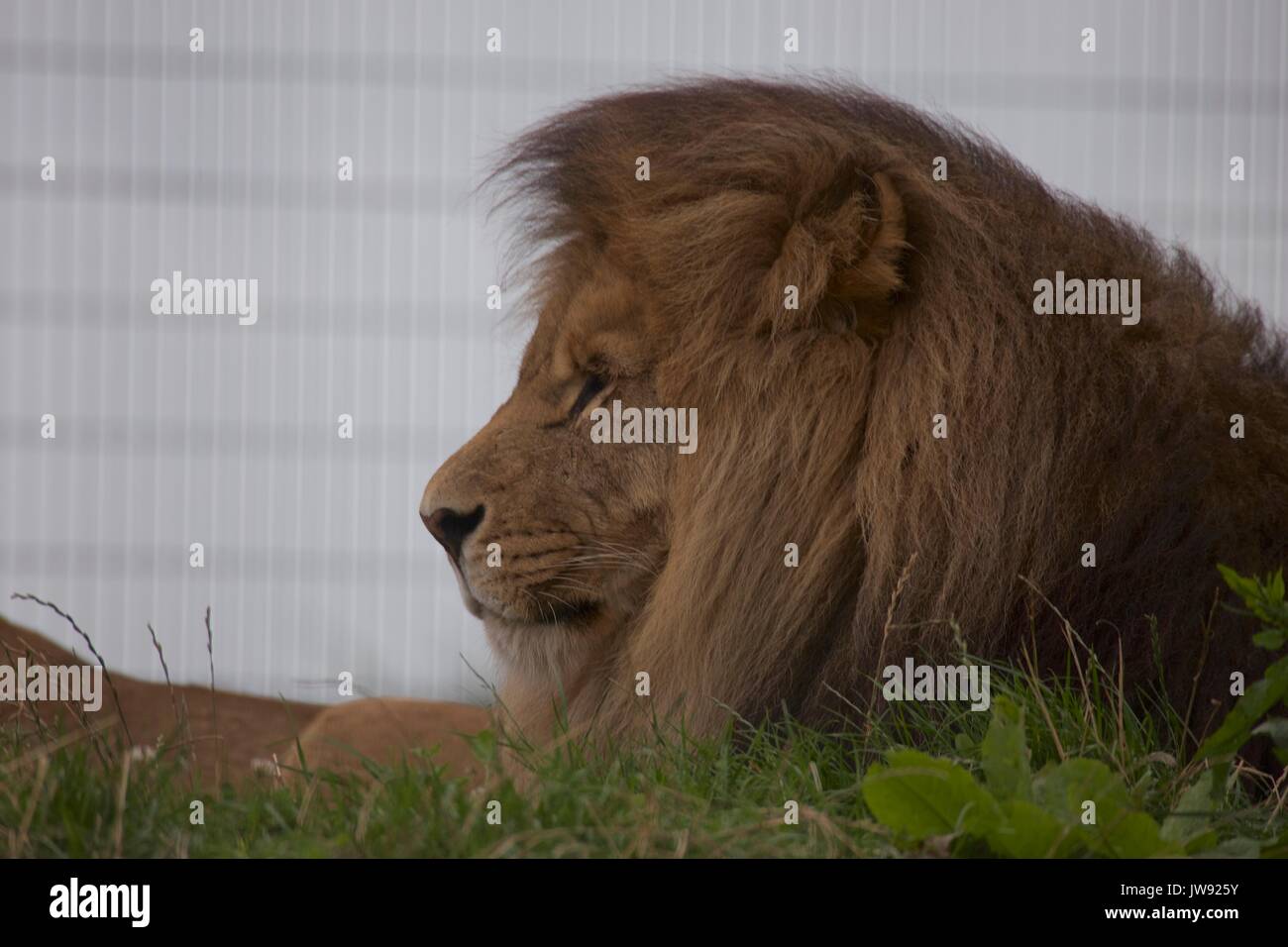Lions maine hi-res stock photography and images - Alamy
