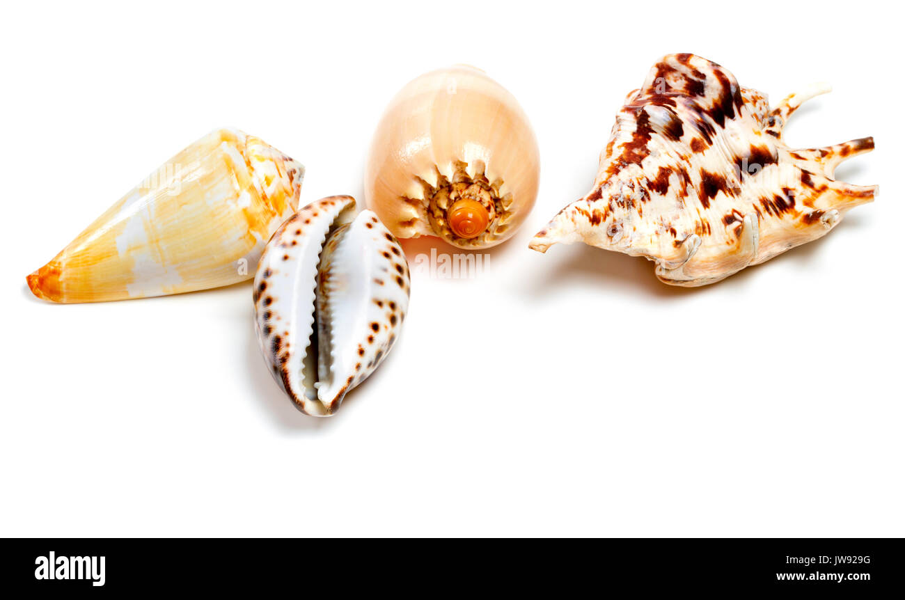 various of exotic seashells isolated on white background with copy ...