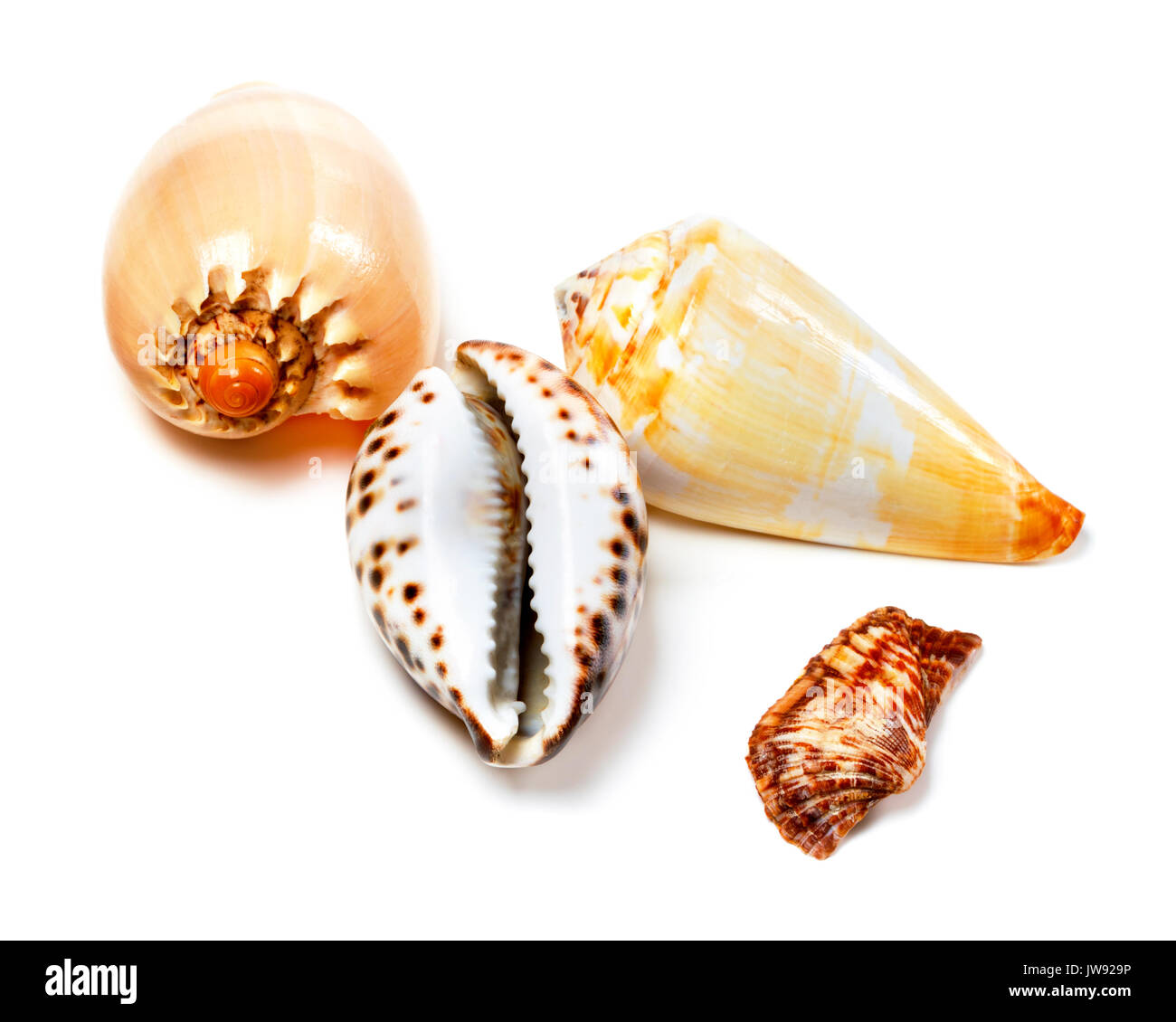 Various of exotic seashells isolated on white background Stock Photo ...