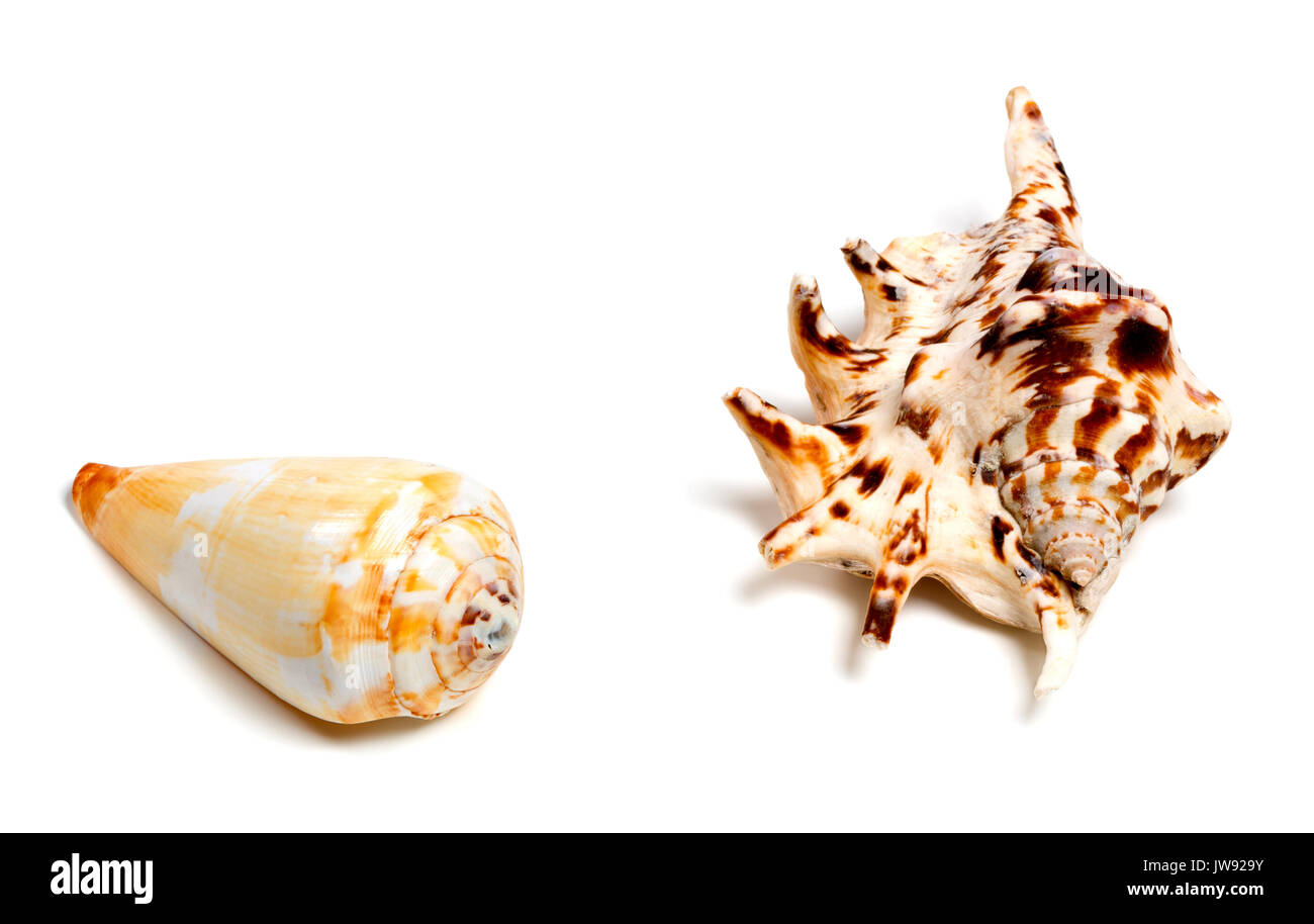 Two exotic seashells isolated on white background with copy space Stock ...