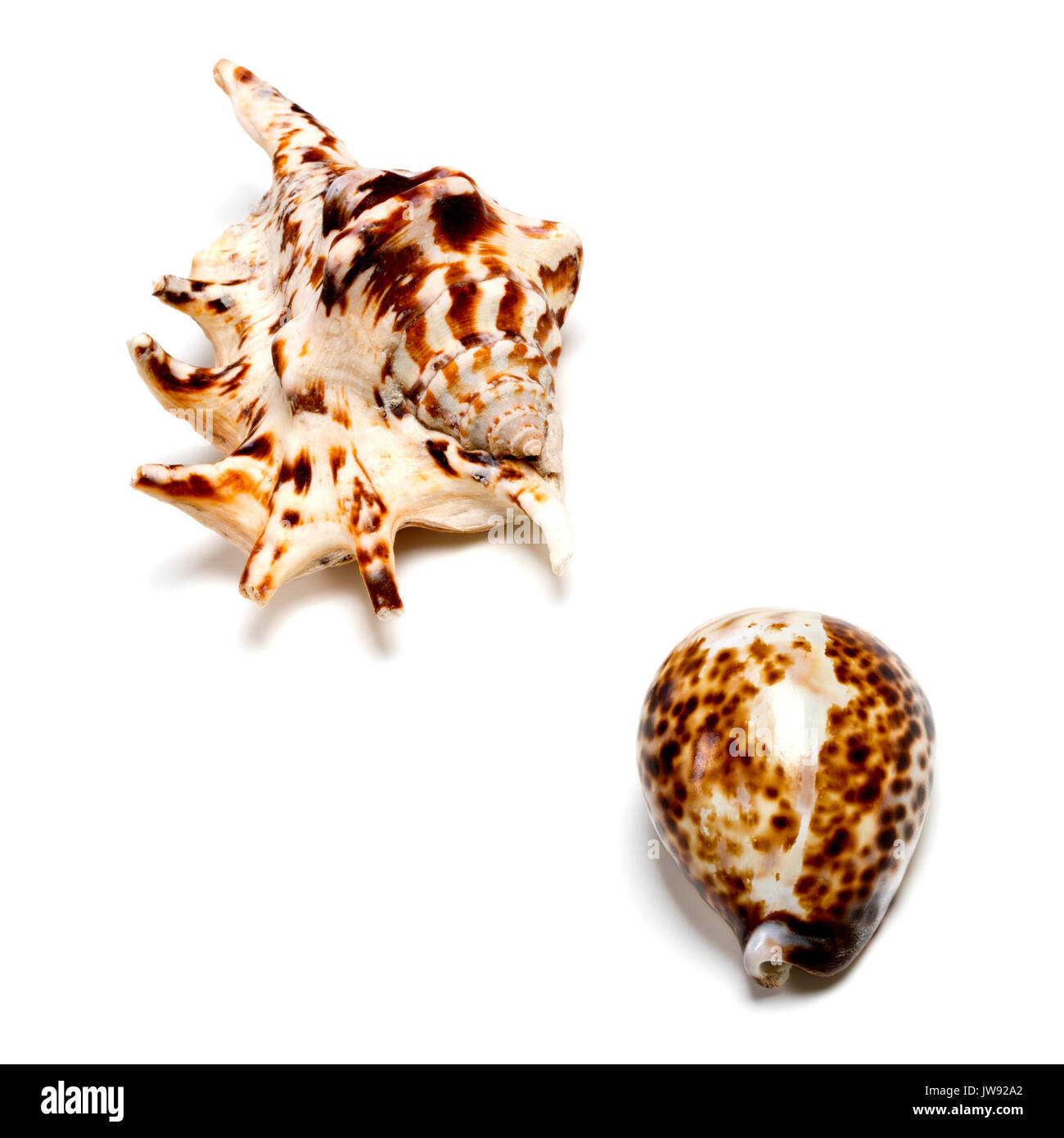 Two exotic seashells isolated on white background with copyspace Stock ...