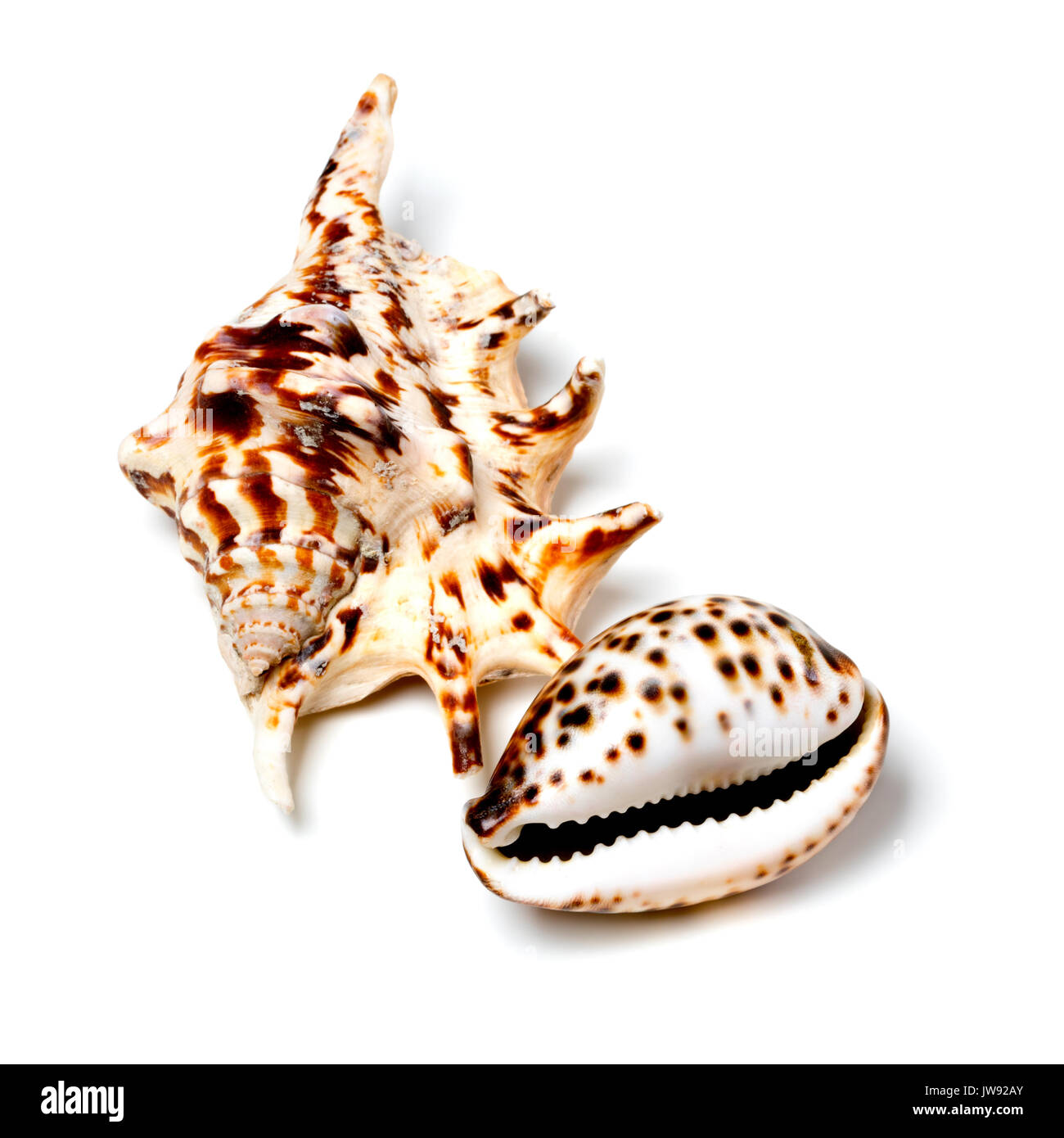Two exotic seashells isolated on white background Stock Photo - Alamy
